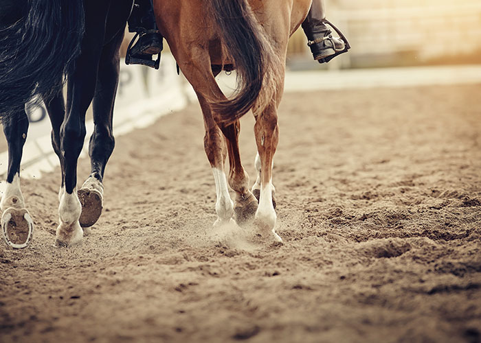 Cours équitation Villeneuve-Loubet